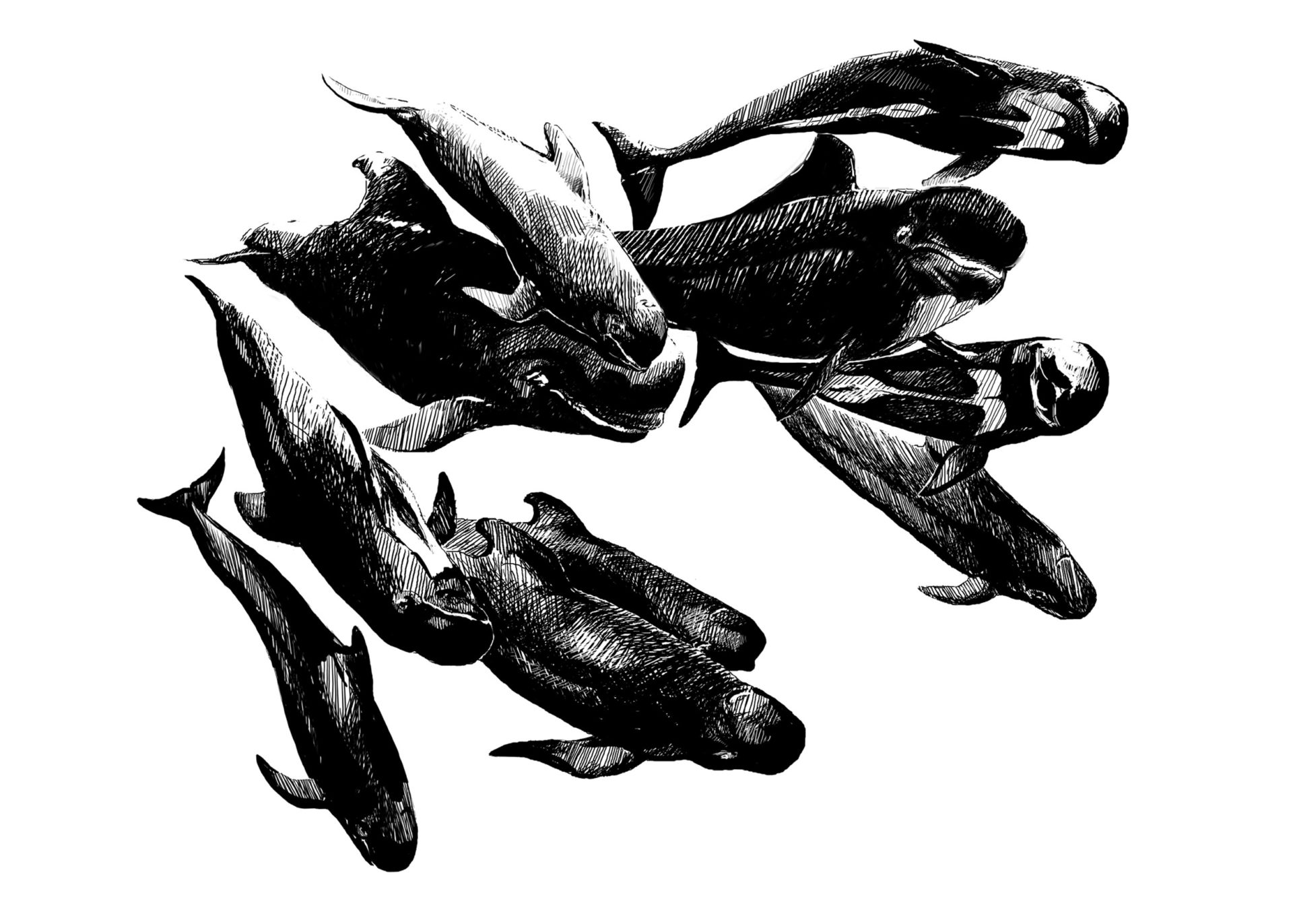What's the most or least intelligent animal? - Wildlife in the Balance