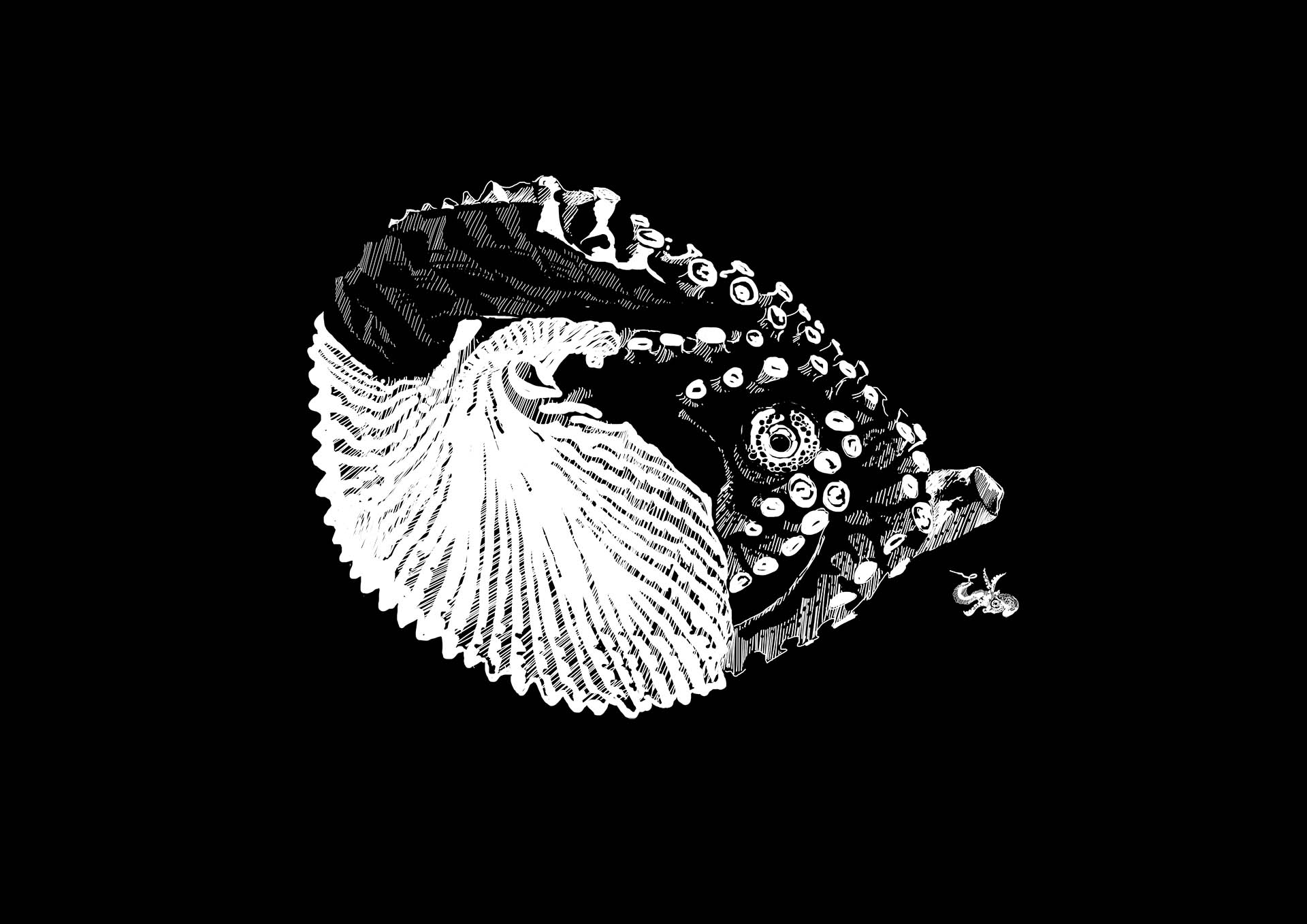 A rare encounter with Paper Nautilus in Port Phillip Bay - Wildlife in ...