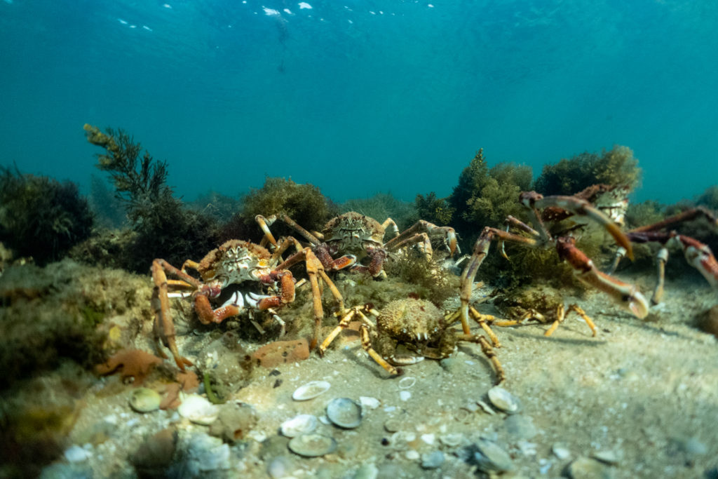 Spider Crab Conservation and Local Communities - Wildlife in the Balance