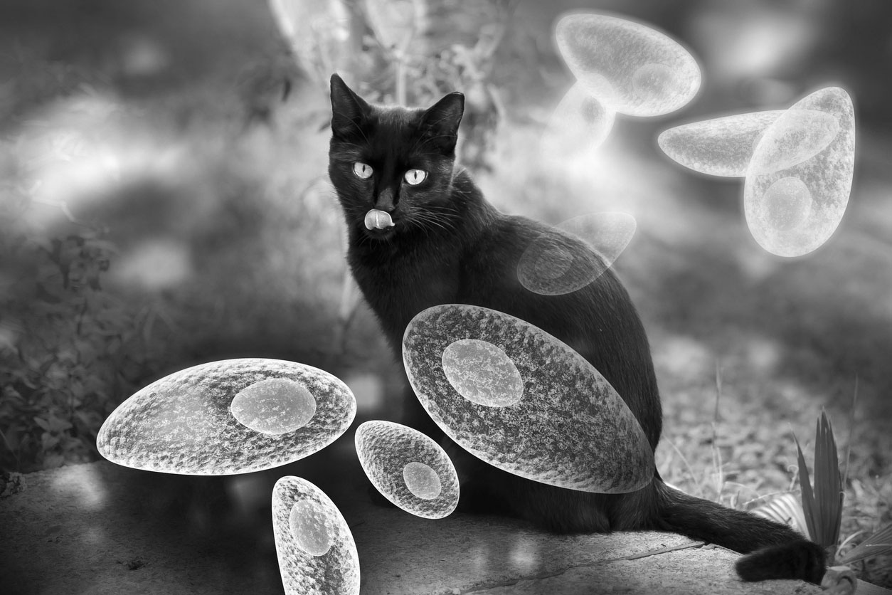 Is your cat making you more conservative? - Wildlife in the Balance