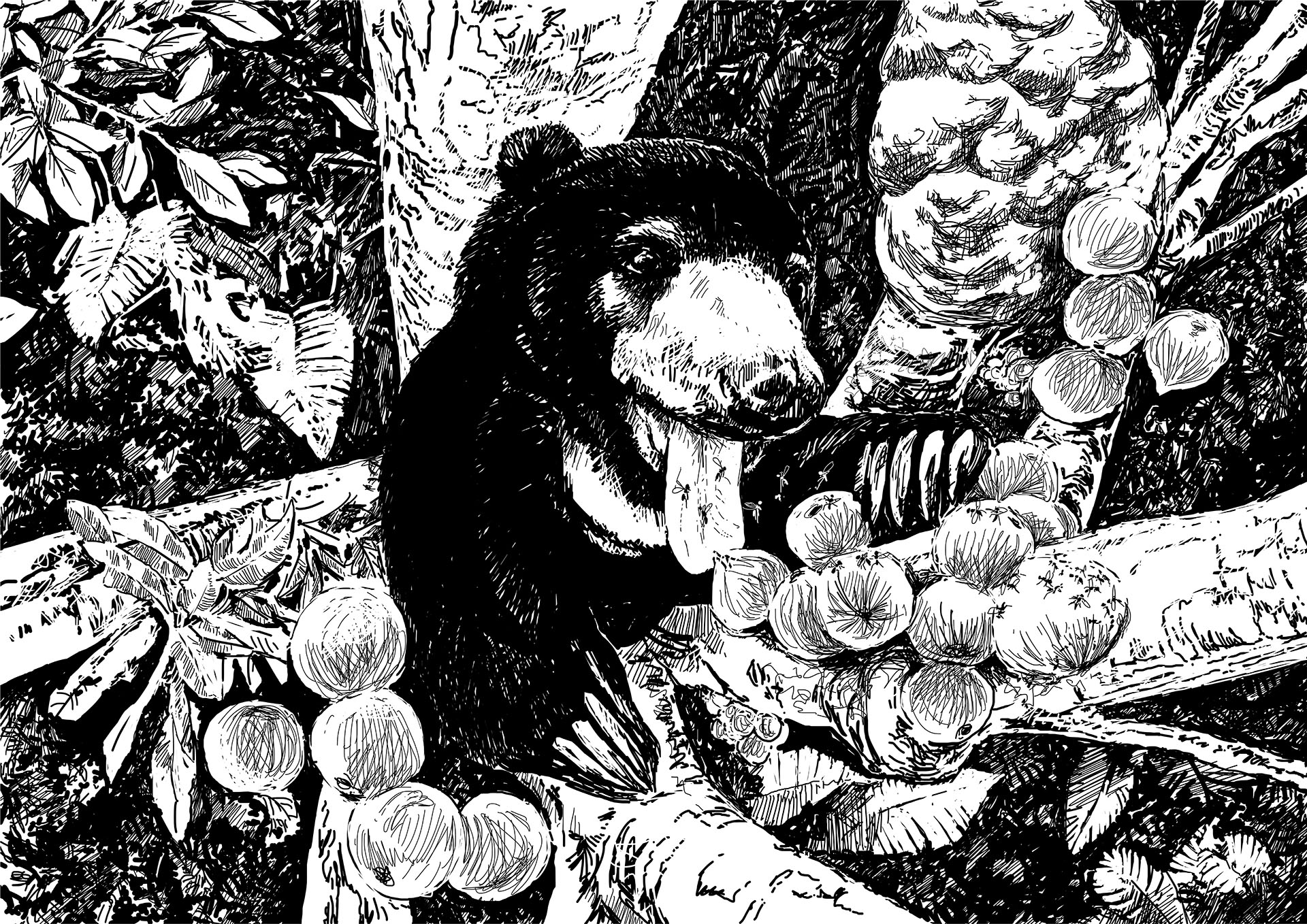 Why saving sun bears is important? - Wildlife in the Balance
