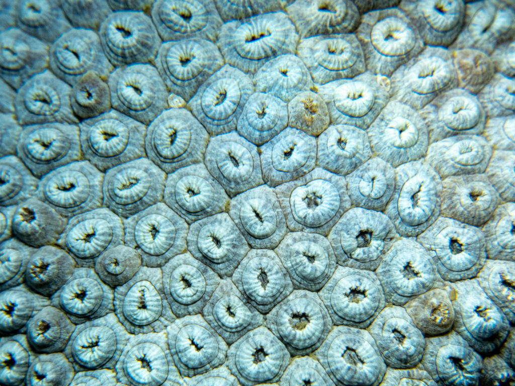 Melbourne's coral reefs - Wildlife in the Balance