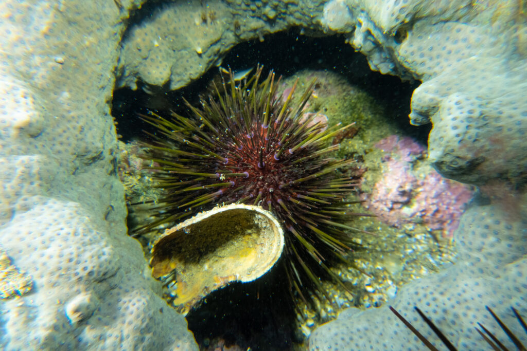 Melbourne's coral reefs - Wildlife in the Balance