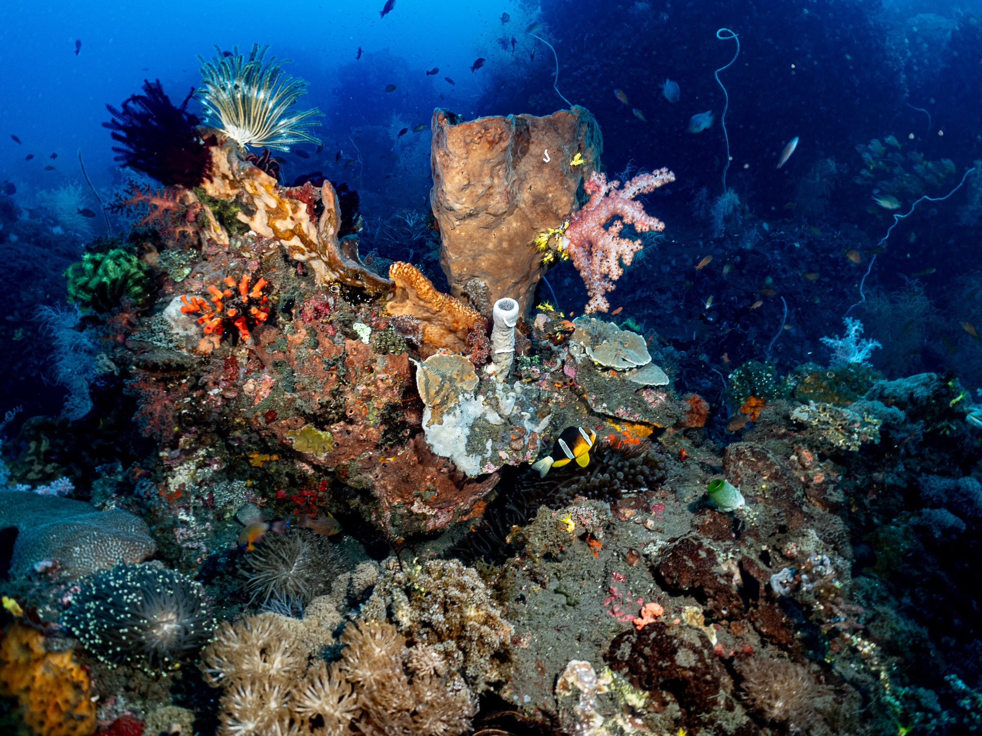 The Wonderful World of Fertile Sand Coral Reefs - Wildlife in the Balance