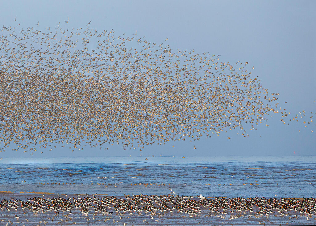 The importance of mudflats and why shorebirds matter - Wildlife in the ...