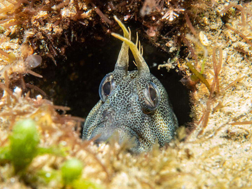 Snorkel at Ricketts Point 22 Nov, Blenniful plus rare Red Gurnard ...