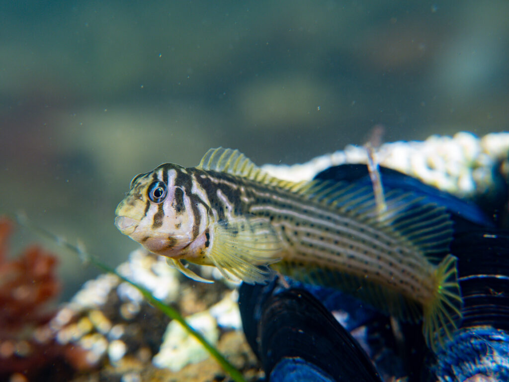 Glittering Oyster Blennies in Beaumaris shallows - Wildlife in the Balance
