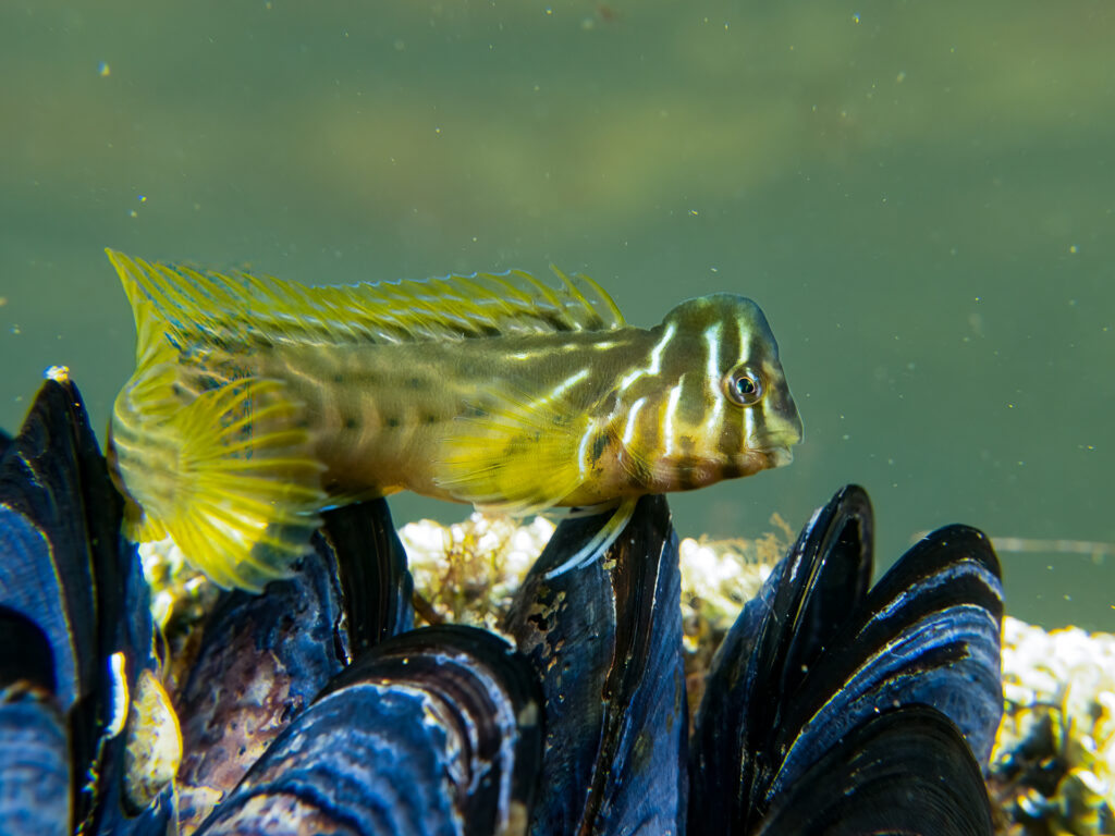Glittering Oyster Blennies in Beaumaris shallows - Wildlife in the Balance