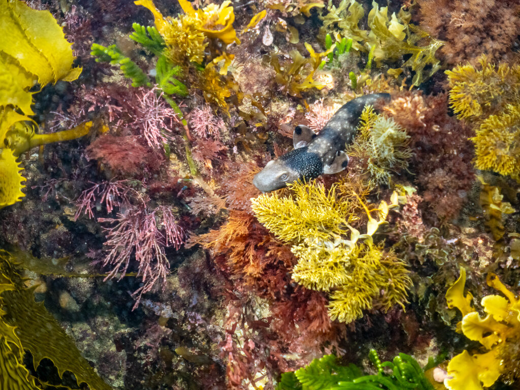 Snorkel at Portland's Lighthouse Point - Wildlife in the Balance