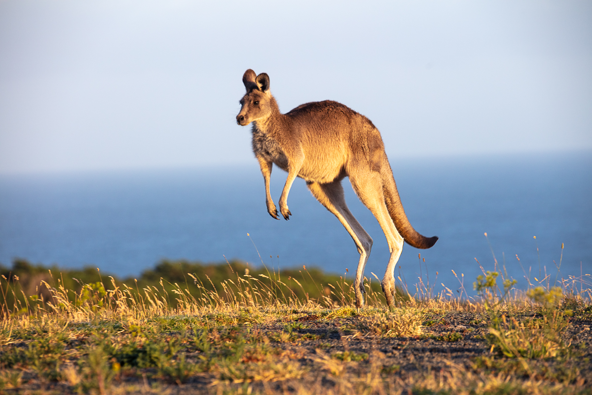 Amazing Wildlife Wonders tour for native animals in Apollo Bay ...