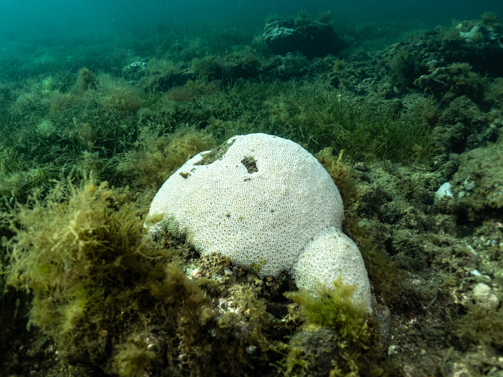 Coral Reef Bleaching in Port Phillip Bay this year - Wildlife in the ...