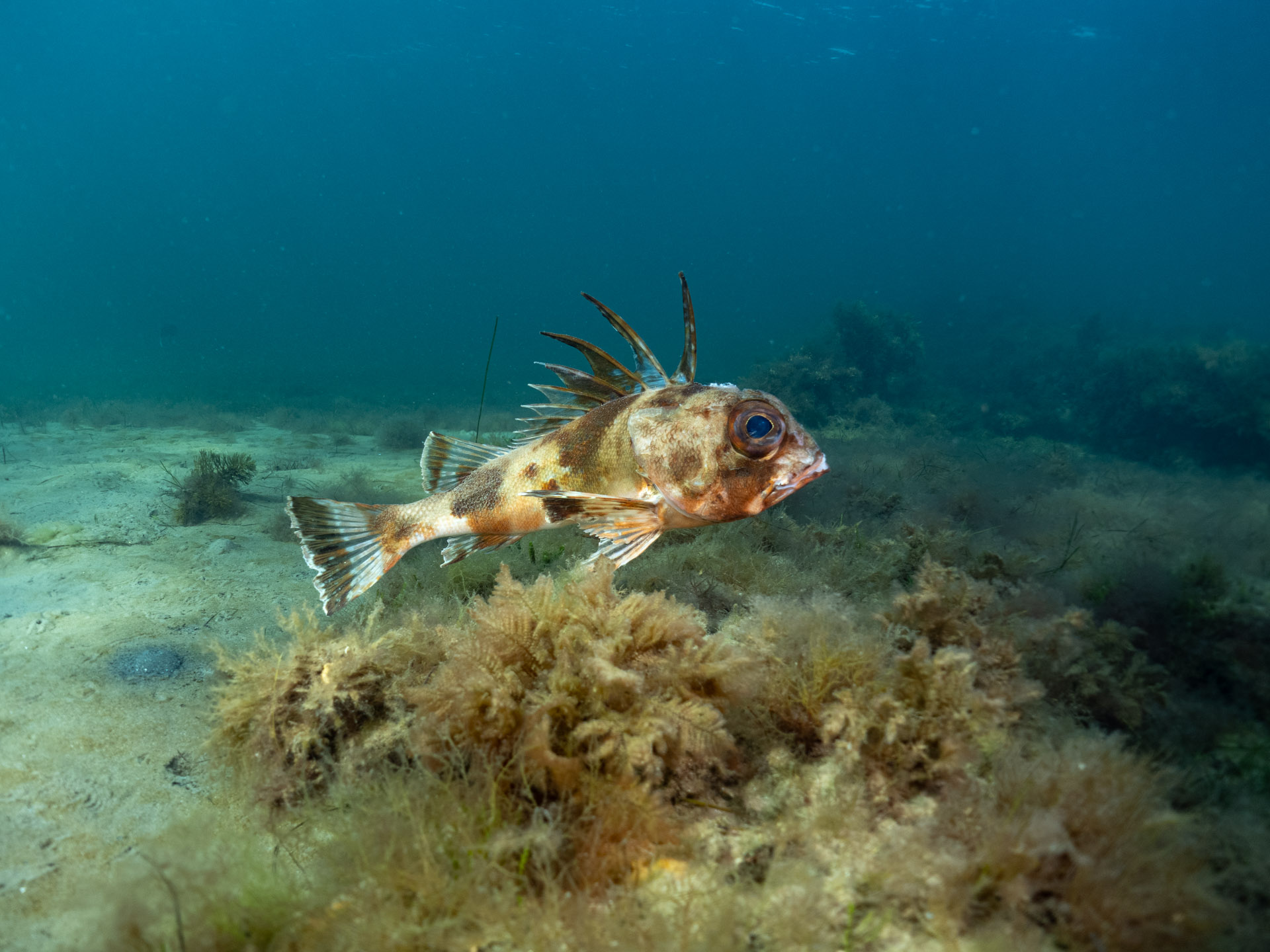 Ruddy Gurnard Perch rare for northern Port Phillip Bay - Wildlife in ...