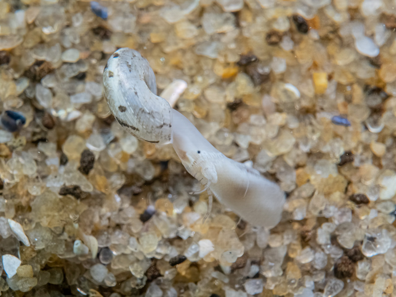Special swimming snails Ethminolia in Port Phillip Bay - Wildlife in ...
