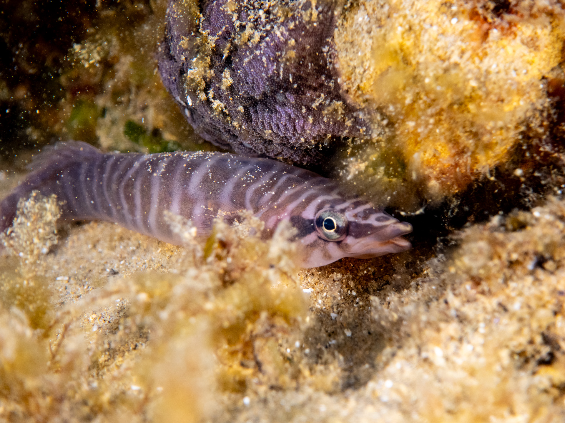 August snorkels with clingfish & seahorses in the northern bay ...
