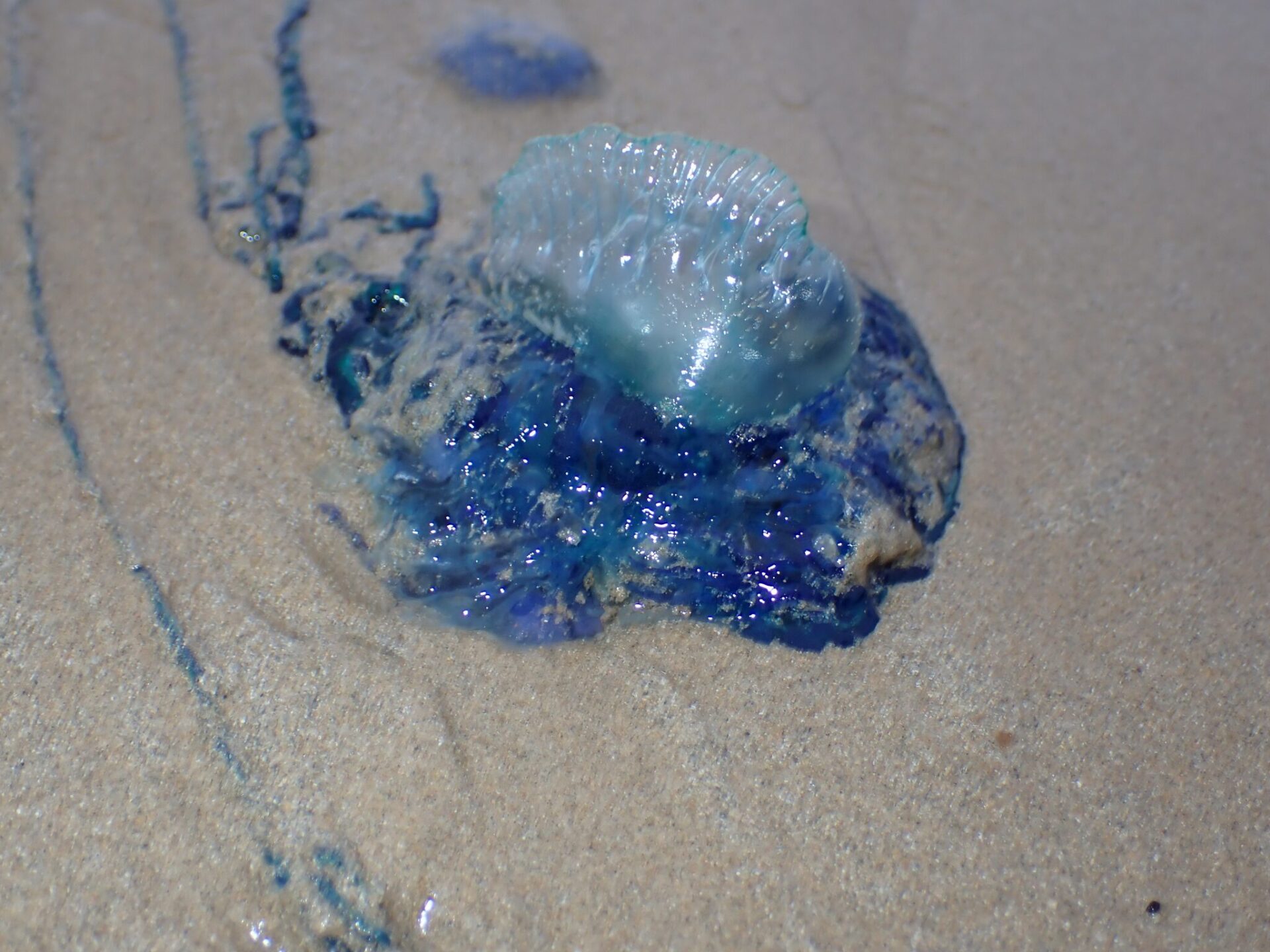 How to treat Bluebottle jelly stings in Melbourne - Wildlife in the Balance